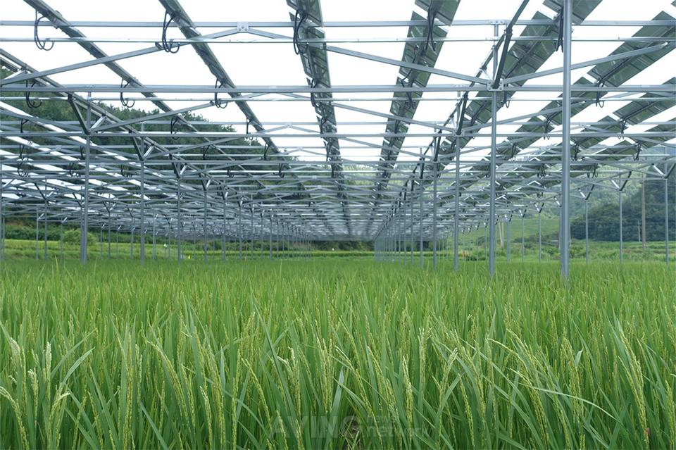 [PVMI 2023] '쌀과 전기 이모작' 영농형 태양광의 수익성에 대해 알고 싶다면?